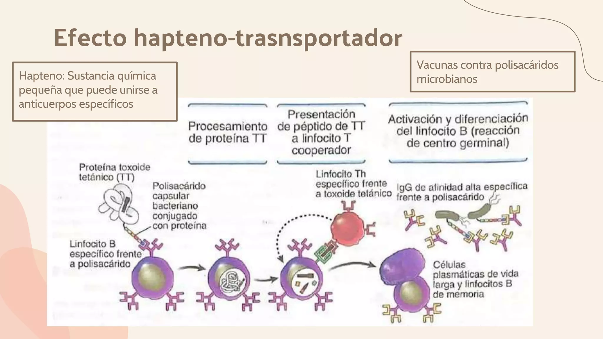CAP 7. Función de los LT cooperadores en las respuestas inmunitarias ...