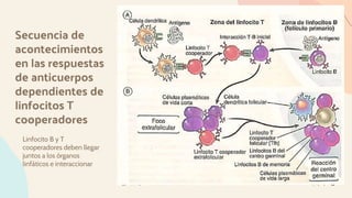CAP 7. Función de los LT cooperadores en las respuestas inmunitarias ...