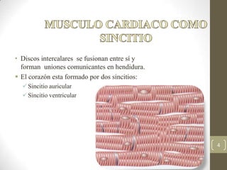 Cap 9. musculo cardiaco | PPTX