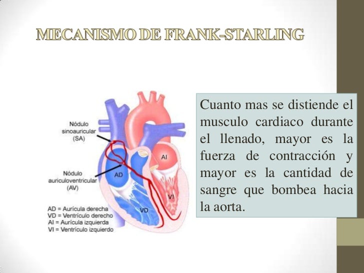 Músculo cardíaco: el corazón como bomba y la función de las válvulas ...