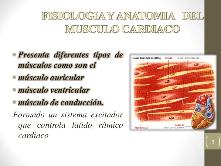 Músculo cardíaco: el corazón como bomba y la función de las válvulas ...