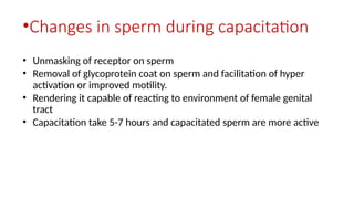 The process of Capacitation in human male .pptx