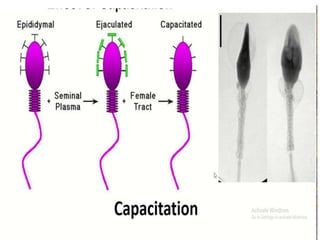 capacitation ,Acrosome reaction.pptx