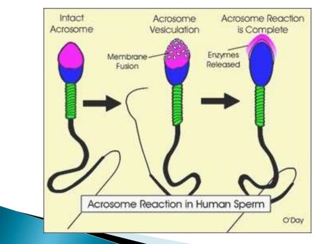 capacitation ,Acrosome reaction.pptx | Infertility | Reproductive Health