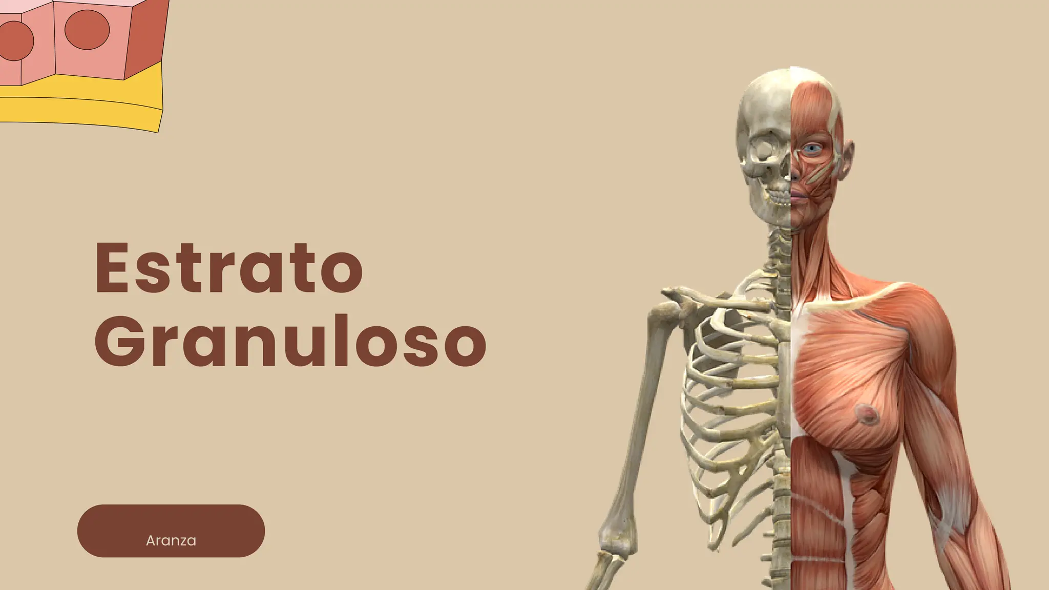CAPA DE LA PIEL ESTRATO GRANULOSO.pdf explicado | PDF