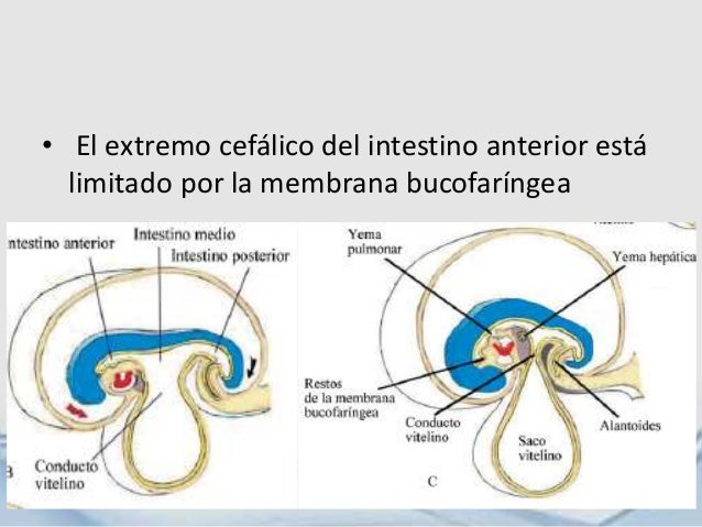 Endodermo (Capa endodérmica)