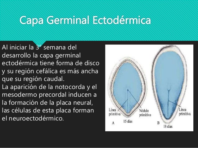 Capa germinativa ectodermica