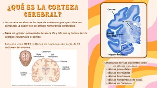 Capas celulares de la corteza cerebral.pdf