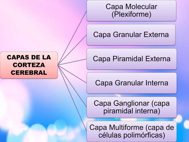 Capas de la corteza cerebral | PPTX | Brain and Nervous System ...