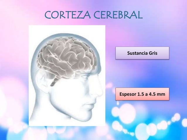 Capas de la corteza cerebral | PPTX | Brain and Nervous System ...