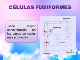 Capas de la corteza cerebral | PPTX