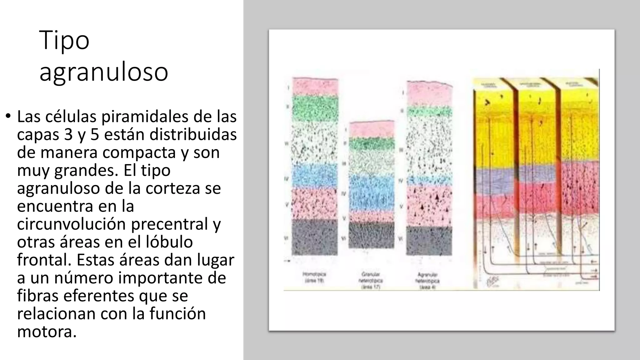 Capas de la corteza Cerebral.pptx