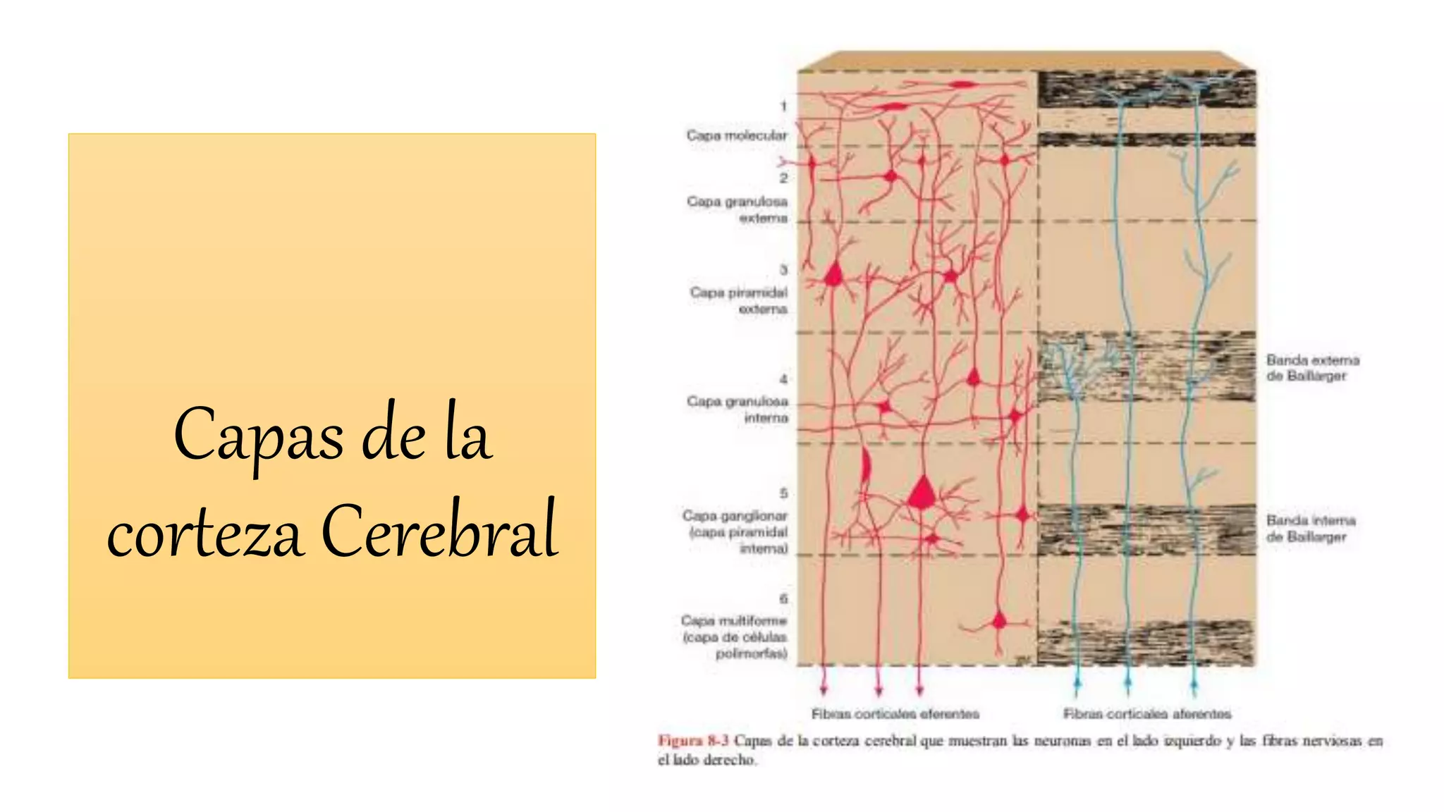 Capas de la corteza Cerebral.pptx