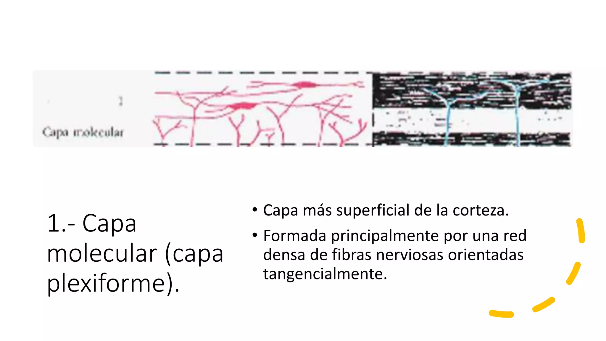 Capas de la corteza Cerebral.pptx