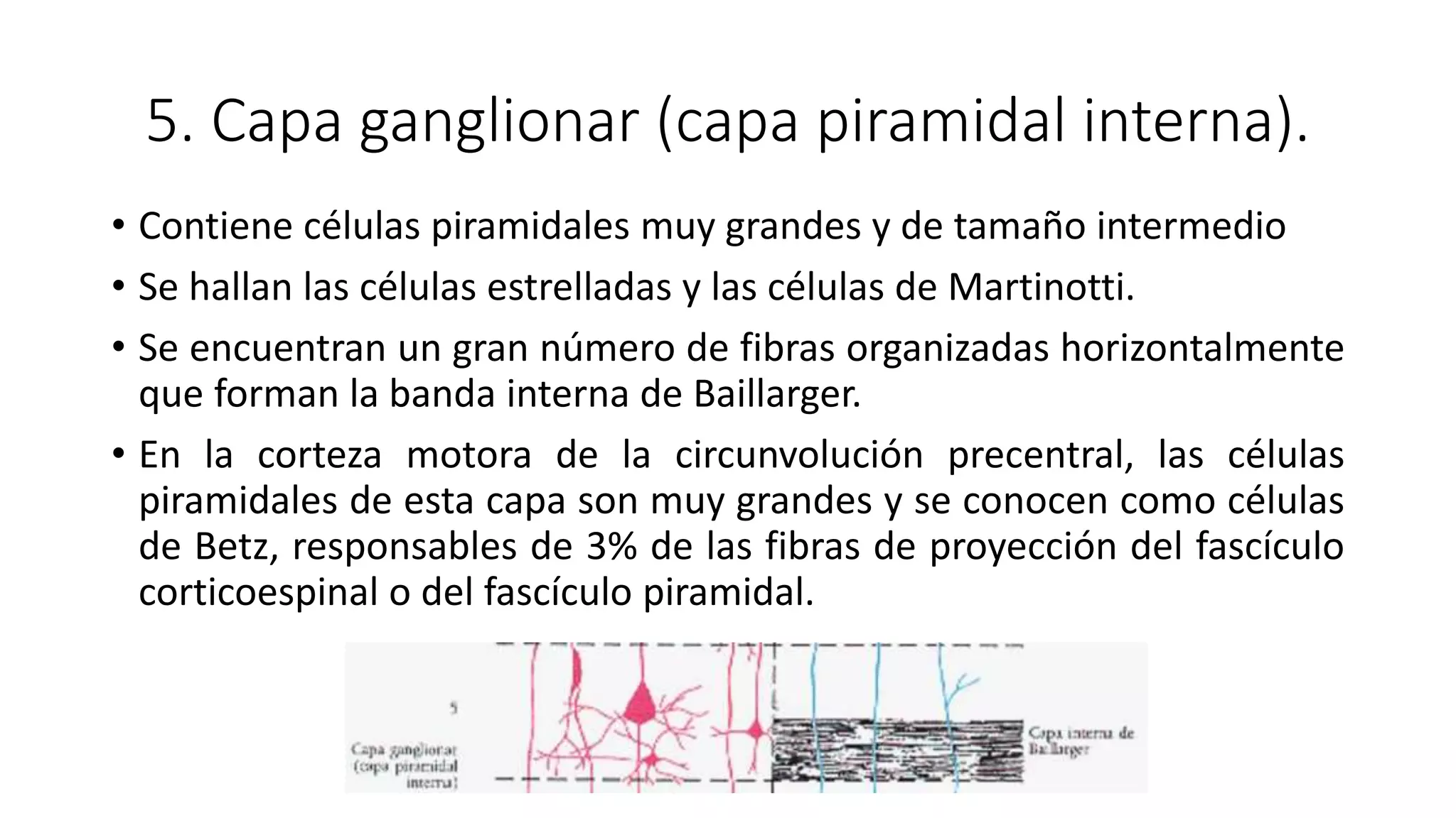 Capas de la corteza Cerebral.pptx