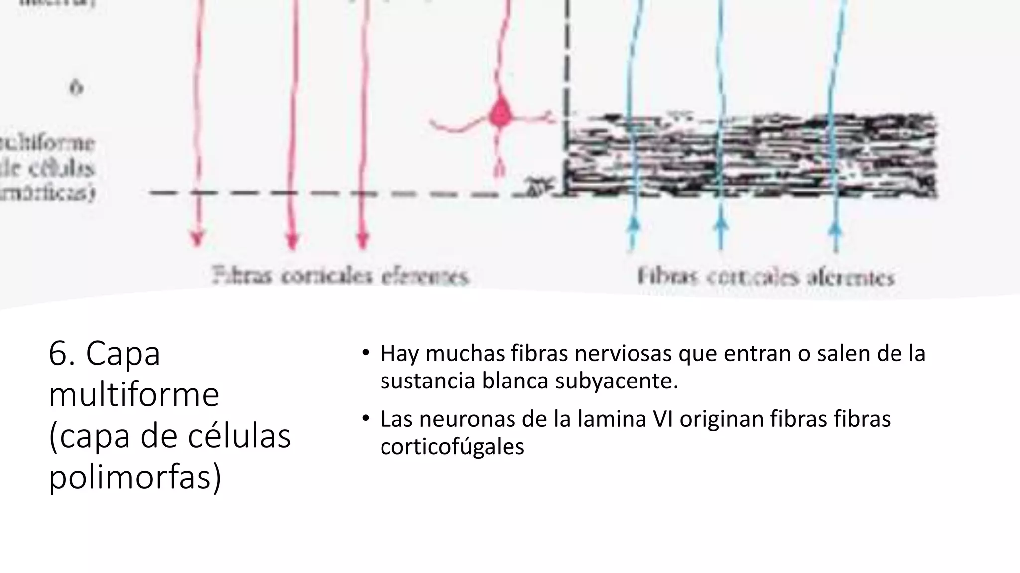 Capas de la corteza Cerebral.pptx