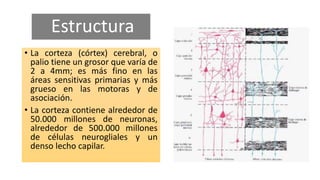 Capas de la corteza Cerebral.pptx