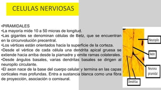 Capas de la corteza Cerebral f.pptx