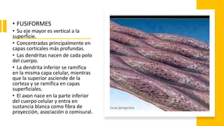 Capas de la corteza Cerebral f.pptx