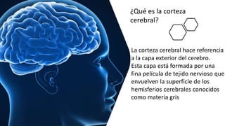 Capas de la corteza Cerebral f.pptx