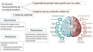 Capas de la corteza Cerebral f.pptx