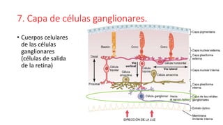 Capas de la retina. fisiologia i | PPTX