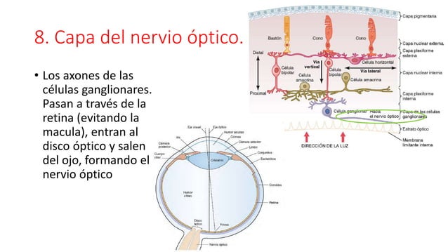 Capas de la retina. fisiologia i | PPTX
