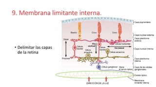 Capas de la retina. fisiologia i | PPTX