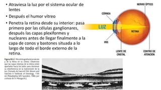 Capas de la retina. fisiologia i | PPTX