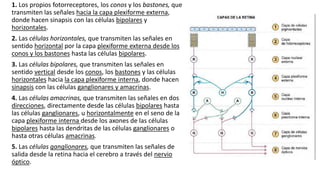 Capas de la retina. fisiologia i | PPTX