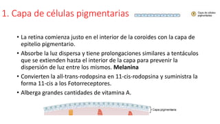 Capas de la retina. fisiologia i | PPTX