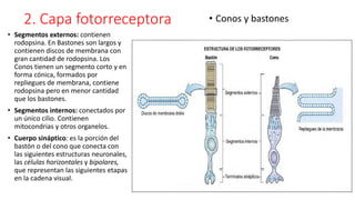 Capas de la retina. fisiologia i | PPTX