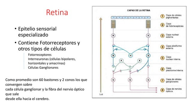 Capas de la retina. fisiologia i