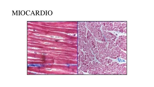 HISTOLOGÍA Y GENERALIDADES CAPAS DEL CORAZÓN