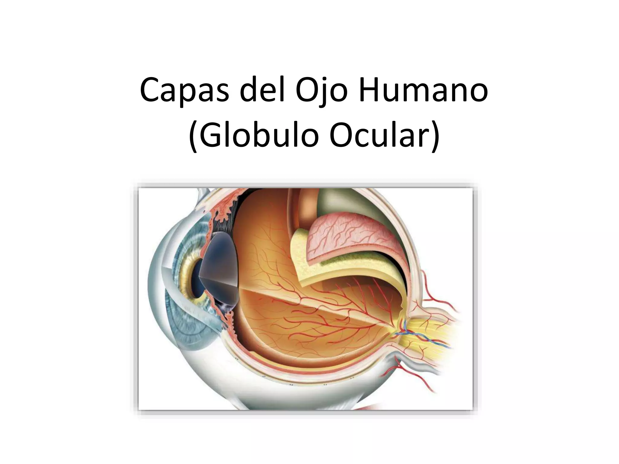 Capas del Ojo Humano.pptx