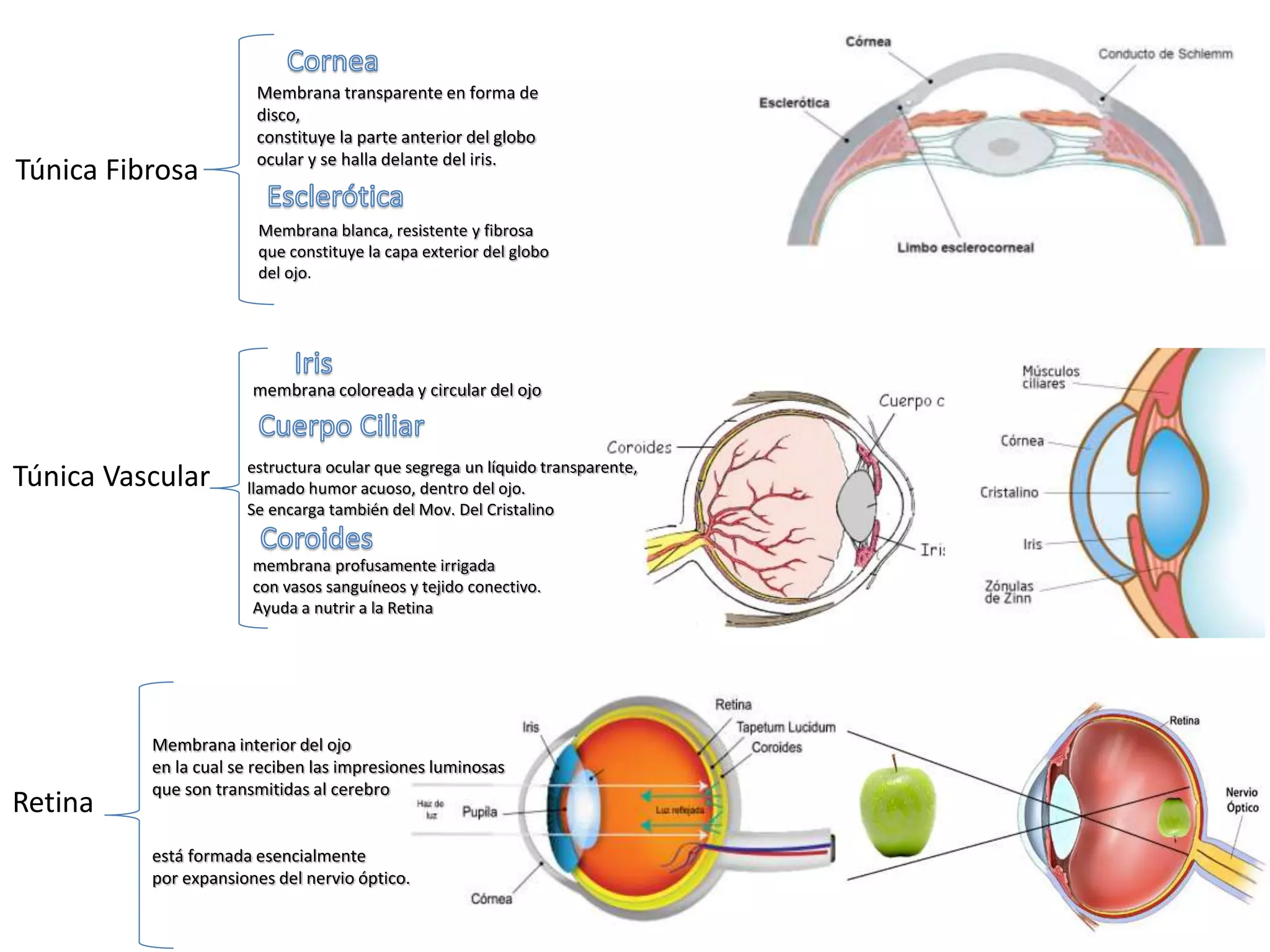 Capas del Ojo Humano.pptx