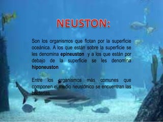 Capas oceanicas | PPTX