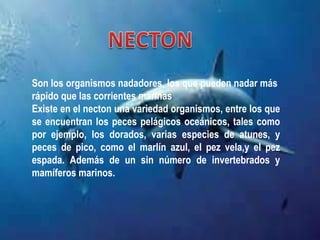 Capas oceanicas | PPTX