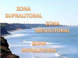 Capas oceanicas | PPTX
