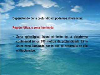 Capas oceanicas | PPTX