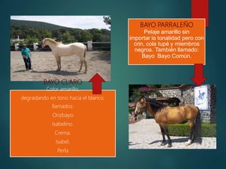 Capas y colores en equinos | PPTX