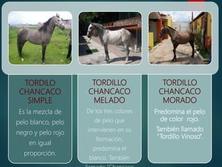 Capas y colores en equinos | PPTX
