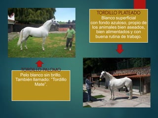 Capas y colores en equinos | PPTX