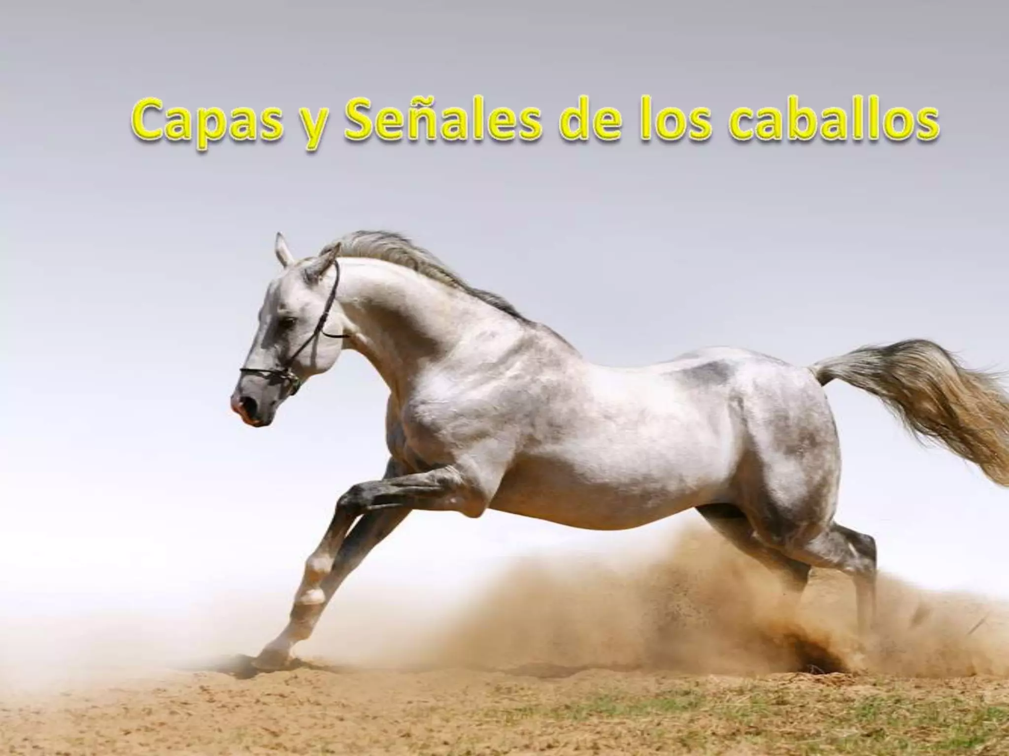Capas y señales de los caballos | PPT
