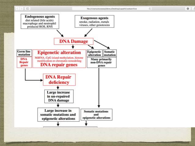 Ca pathogenesispdf | PPT