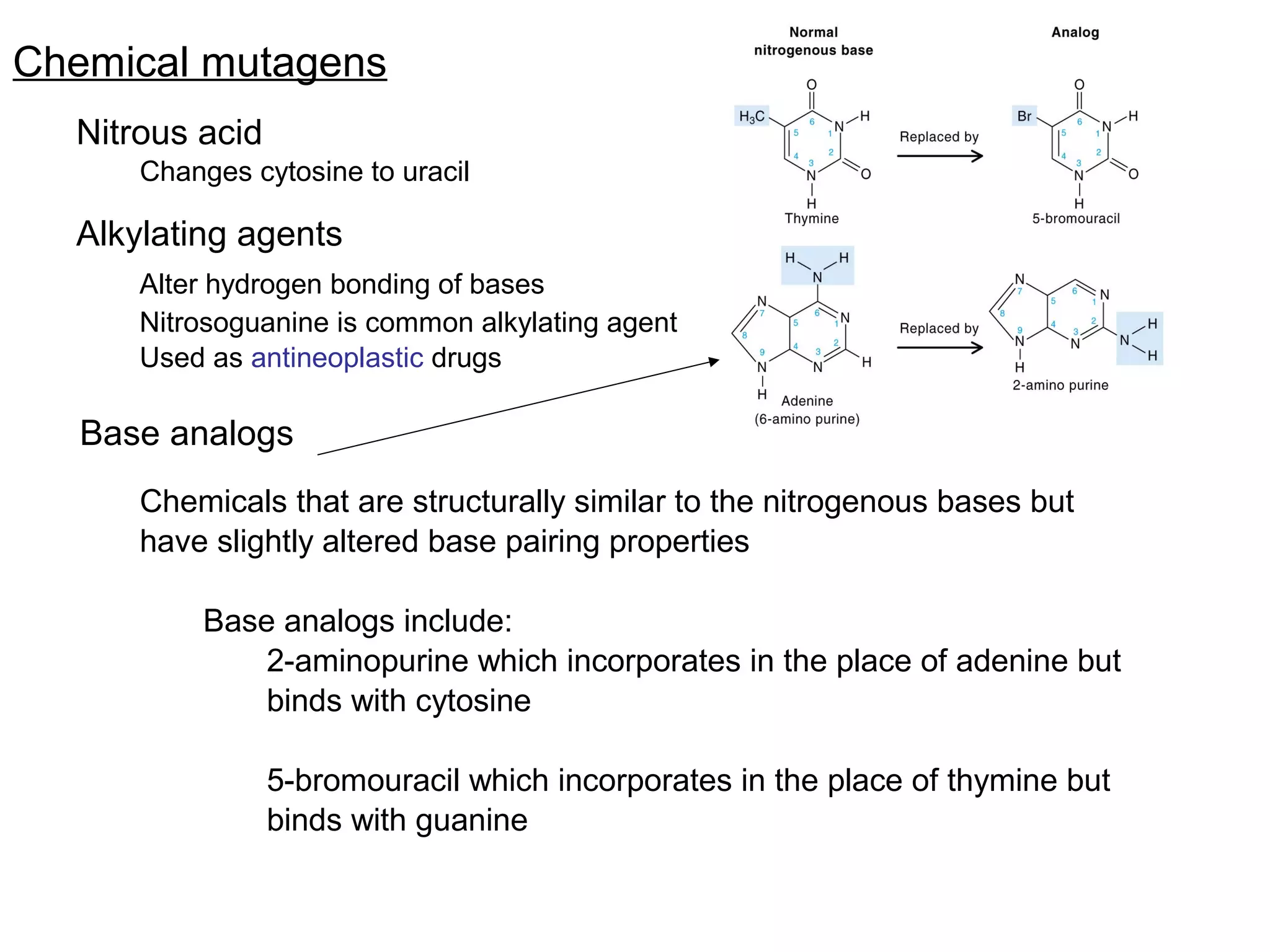 [Micro] bacterial genetics (6 jan) | PPT