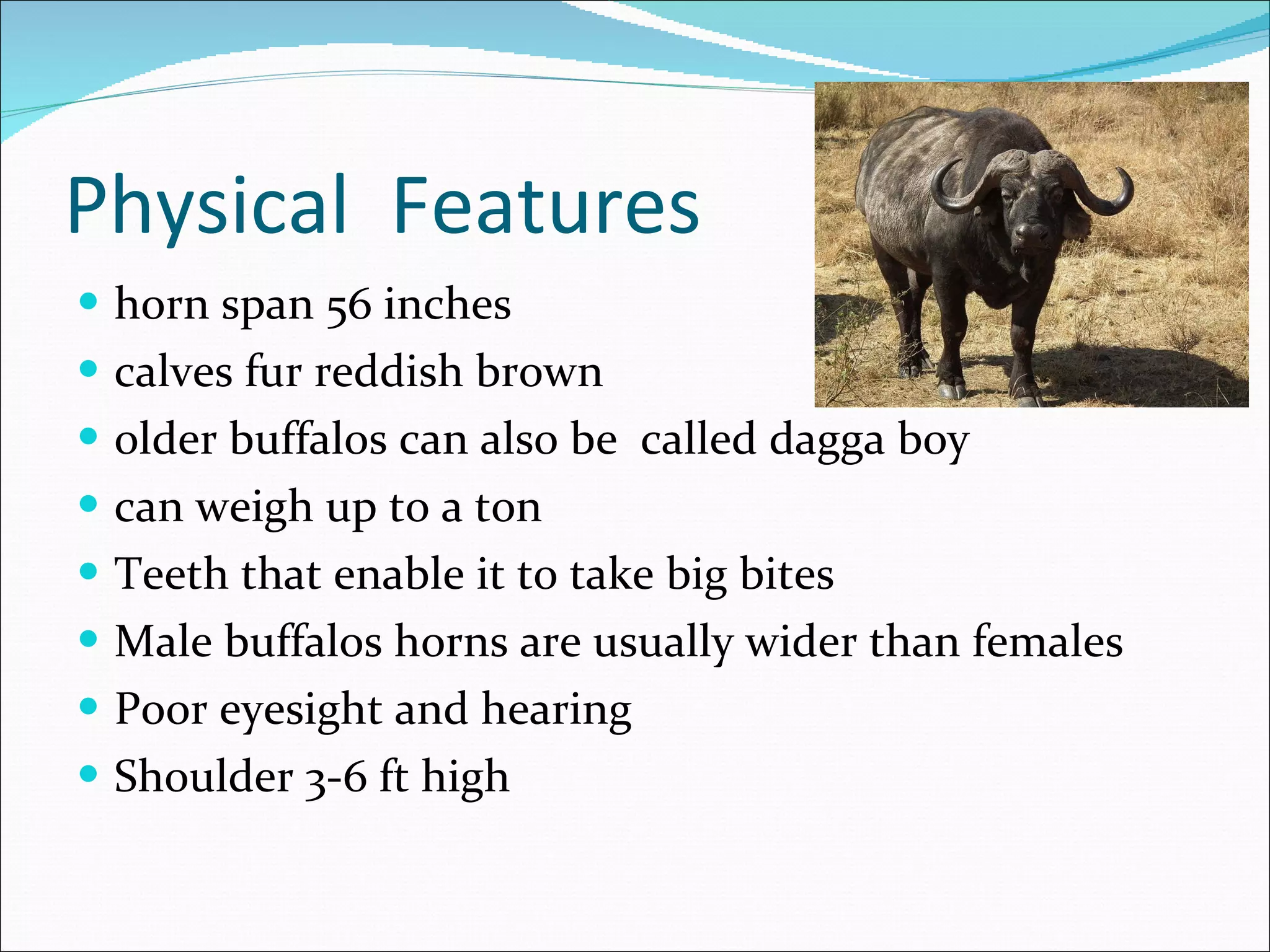 Cape Buffalo | PPT
