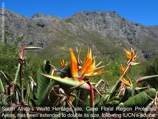 Cape Floral Region Protected Areas