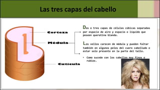 Médula Capilar - Pelos y Fibras Forense | PPSX