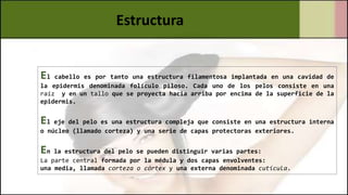 Médula Capilar - Pelos y Fibras Forense | PPSX